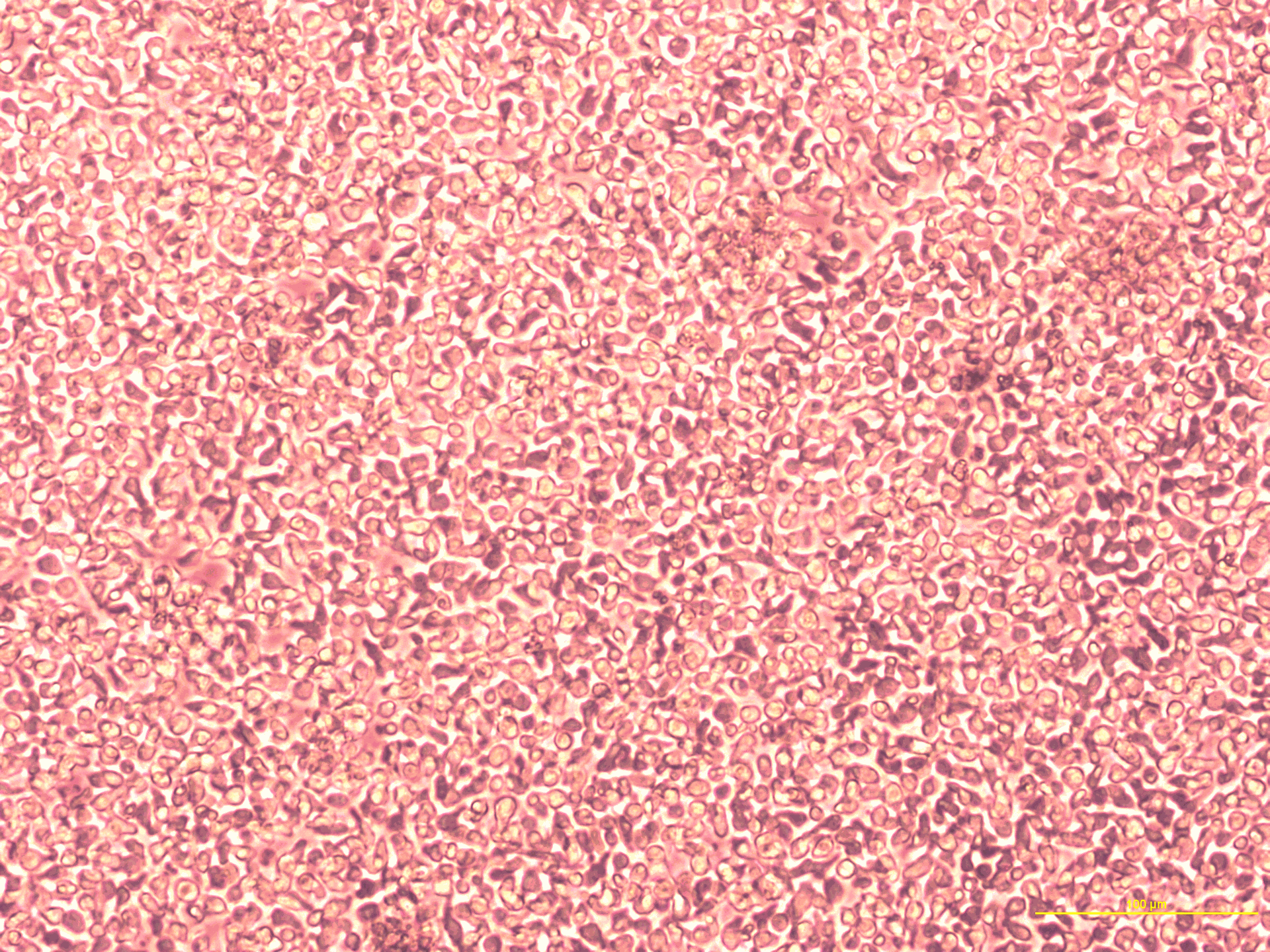 Osilaris Applications for Adherent & Suspension Cell Culture | Scinus